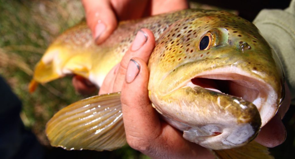 Wind River Fishing: Where to Go Fishing in Wind River Country