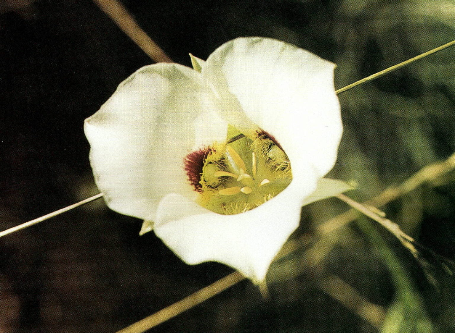 Wild Flowers Here And There And In Meadow Gardens Everywhere