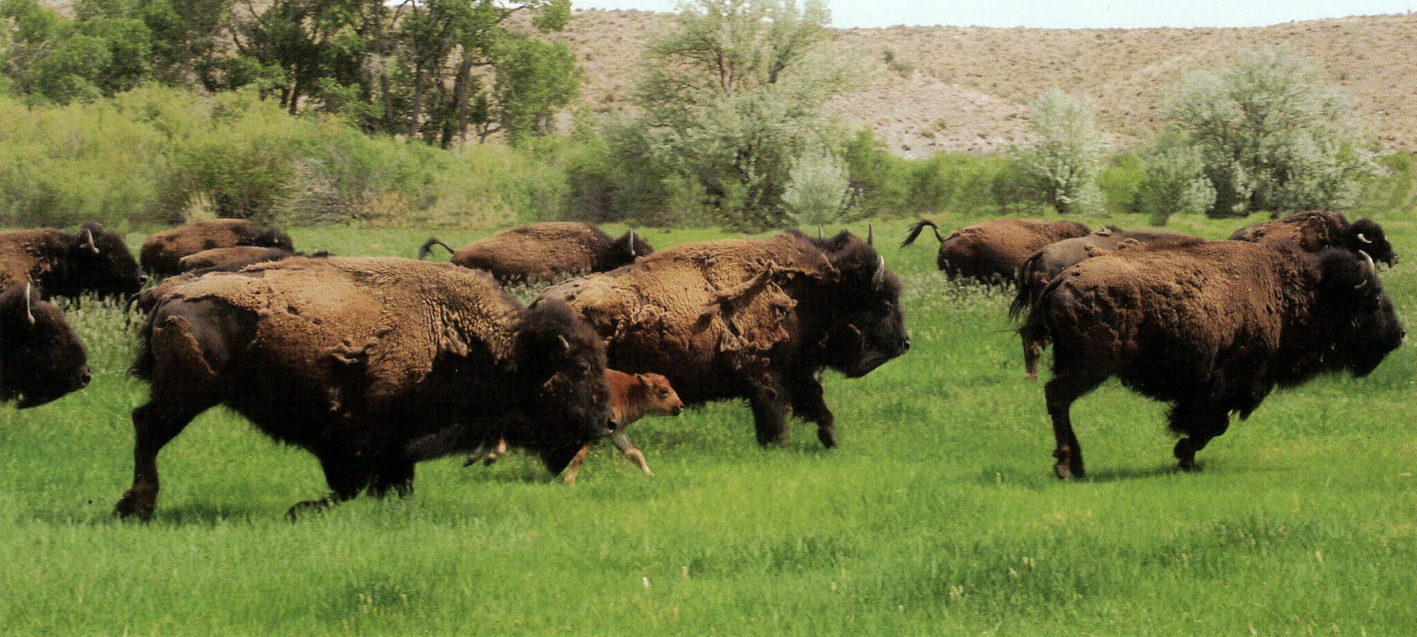 Steamboat Mountain Buffalo Jump