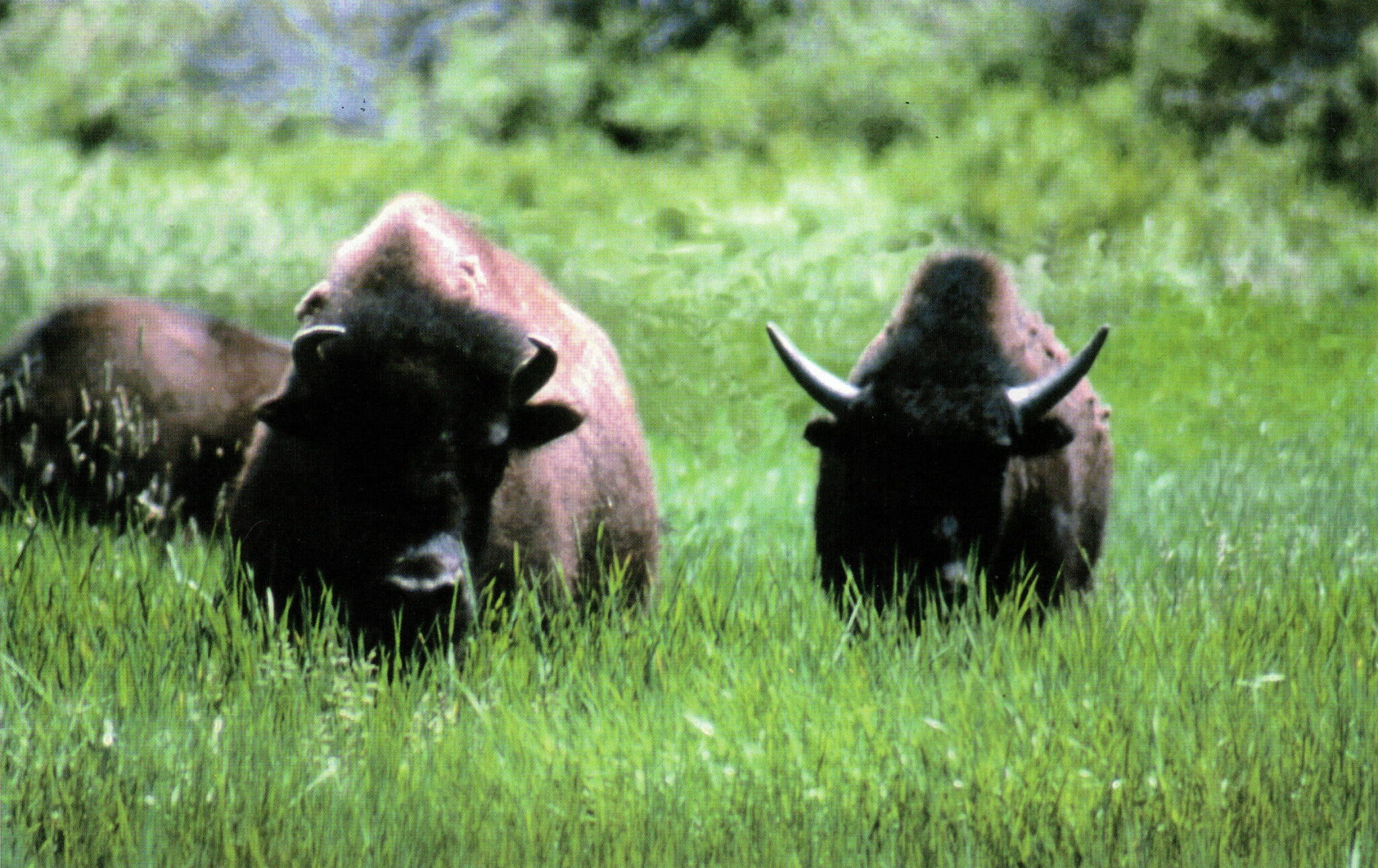North American Bison in Wyoming: Bison vs Buffalo