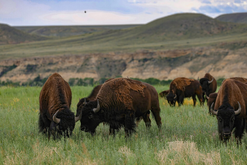 Wind River Tribal Buffalo Initiative | Wind River Country
